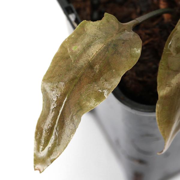 PF_SPQ　水草　クリプトとその近縁　ワイルド便／ｓｐ　all_plants　wp_kywrd　サトイモ科 Ａｒａｃｅａｅ クリプトコリネ属 Ｃｒｙｐｔｏｃｏｒｙｎｅ ｍａｔａｋｅｎｓｉｓ クリプトコリネ　陰性水草　低光量　y24m04　...