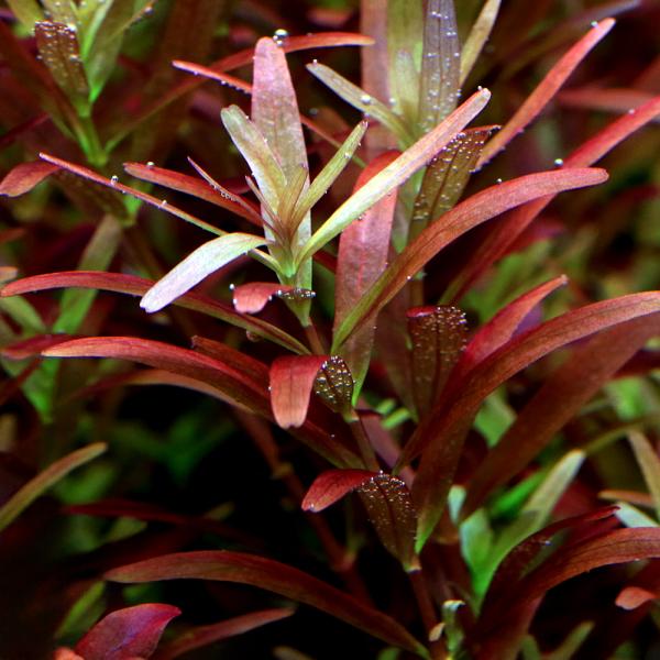 PF_SPQ　水草　後景草　赤い　all_plants　YT　Rotala　rotundifolia　ロトンジフォリア　ロトゥンディフォリア　ロターラ　Reddish　レディシュ　レデッシュ　ミソハギ科　Lythraceae　キカシグサ属　...