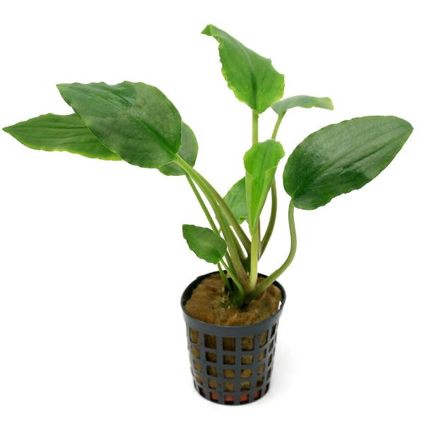 PF_SPQ　水草　観葉植物　ガーデニング　ビバリウム　アクアテラリウム　パルダリウム　クリプトとその近縁　サトイモ　Ｌａｇｅｎａｎｄｒａ　ｍｅｅｂｏｌｄｉｉ　両爬向き植物　all_plant　陰性水草　低光量　20221027　YT　20...