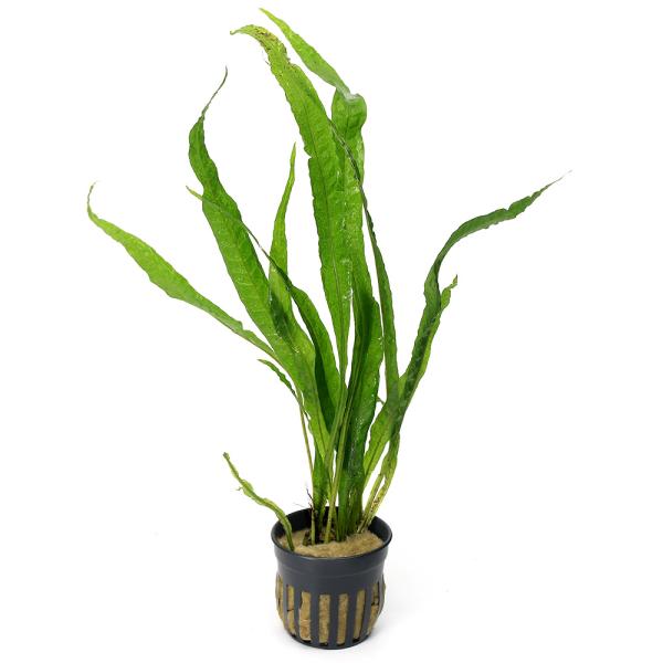 PF_SPQ　negativeplants　熱帯魚　活着する水草　シダ　水草　ミクロソリウム　ミクロソリウムはこちら　プテロプス　ベントウィング　20231201　RＳ　陰性水草　低光量　ミクロソラム　ウラボシ科　Ｐｏｌｙｐｏｄｉａｃｅａｅ...