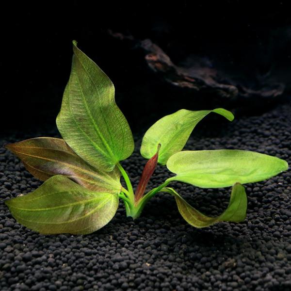 PF_SPQ　水草　中景草　後景草　ワンポイント　センタープラント　丸い　赤い　斑入り　水上葉　Echinodorus　horizontalis　variegated　Aquarius　オモダカ科　Alismataceae　エキノドルス属　...