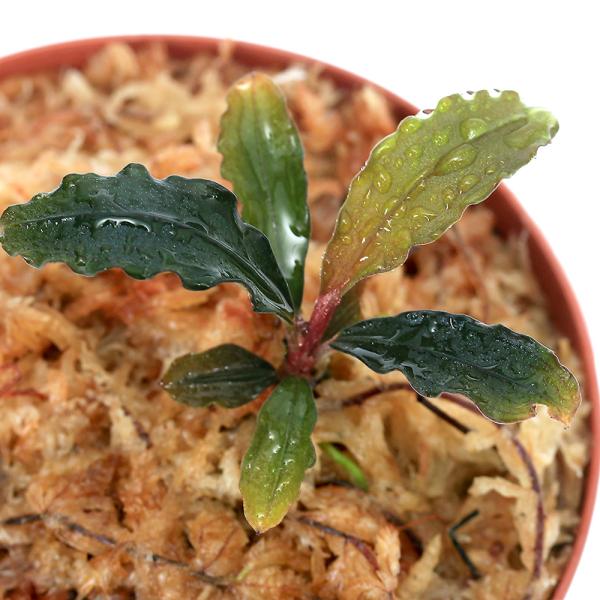 PF_SPQ　_aqua　熱帯魚　水草　クリプトとその近縁　ブセファランドラｓｐ　水上葉　RＳ　テラリウム　テラ向け　bnr_busesiju　陰性水草　低光量　サトイモ科　Ａｒａｃｅａｅ　ブセファランドラ属　Ｂｕｃｅｐｈａｌａｎｄｒａ　ブ...