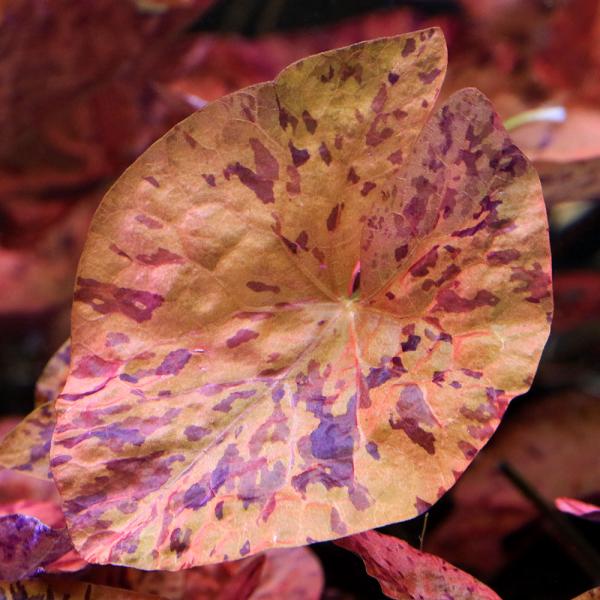 PF_SPQ　熱帯魚　水草　ニムファ類とその近縁　ニムファ　スイレン科　Ｎｙｍｐｈａｅａｃｅａｅ　スイレン属　Ｎｙｍｐｈａｅａ　タイガーロータス　レッド　カメルーン便　カメルーン　アフリカ　ロゼット型　スイレン　球根系　球根　後景草　赤系　...