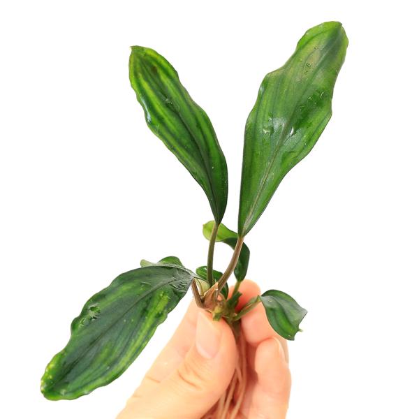 PF_SPQ　水草　陰性水草　低光量　水上葉　サトイモ科　Araceae　ブセファランドラ属　Bucephalandra　ラマンダウ　ズネッロ　ブロードタイプ　活着　活着水草　ワンポイント　ブセファランドラｓｐ．　040水上ブセ　y26m0...