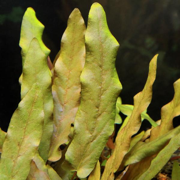 PF_SPQ　水草　ニムファ類とその近縁　中景　赤系　ワンポイント　ニムファ　ニムフォイデス　バークレア　バークラヤ　ロンギフォリア　Ｂａｒｃｌａｙａ　ｌｏｇｉｆｏｌｉａ　バルクラヤ科　Ｂａｒｃｌａｙａｃｅａｅ　バルクラヤ属　2025120...