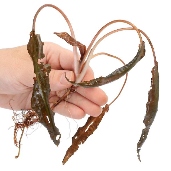 PF_SPQ　水草　rarecry　クリプトとその近縁　ワイルド便　陰性水草　低光量　サトイモ科　Araceae　クリプトコリネ属　Cryptocoryne　affinis　クリプト　アフィニス　西部　スンガイ　Sg　パンダン　ワイルド　S...