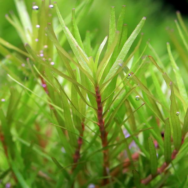 PF_SPQ　熱帯魚　Rotala　rotundifolia　水上葉　水草　アクア　アクアリウム　レイアウト　中景草　緑　水上葉_ロタラ　ロトンジフォリア　ロトゥンディフォリア　ロターラ　ロタラロトンディフォリア　スパイキー　YT　2024...