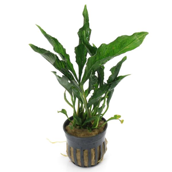 PF_SPQ　negativeplants　熱帯魚　_aqua　マニアにお勧め　水草　20240216　陰性水草　低光量　サトイモ科　Ａｒａｃｅａｅ　アヌビアス属　Ａｎｕｂｉａｓ　大型　しわ葉　アヌビアス　2024zenki　後景草　マニア...