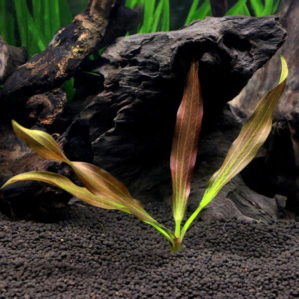 PF_SPQ　水草　中景　後景　赤系　Echinodorus　オモダカ科　エキノドルス属　Alismataceae　Ech　エキノ　Aquarius　アクアリウス　Red　Phoenix　フェニックス　レッド　YT　NH　20180918