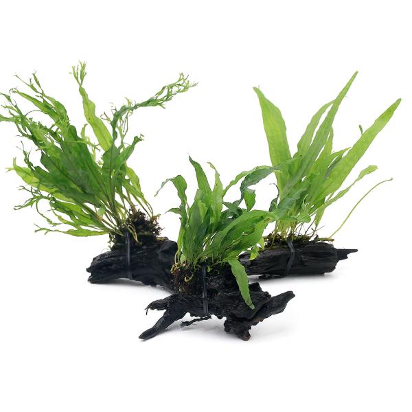 熱帯魚　水草　水草付き流木　モス/シダ付流木　all_plants　ミクロソリウム　ミクロソリウムはこちら　wp_kywrd　mzks_　しだ　羊歯　おまかせ　おまかせミクロソリウム　流木　YKY　20230224　2023zenki　y2...
