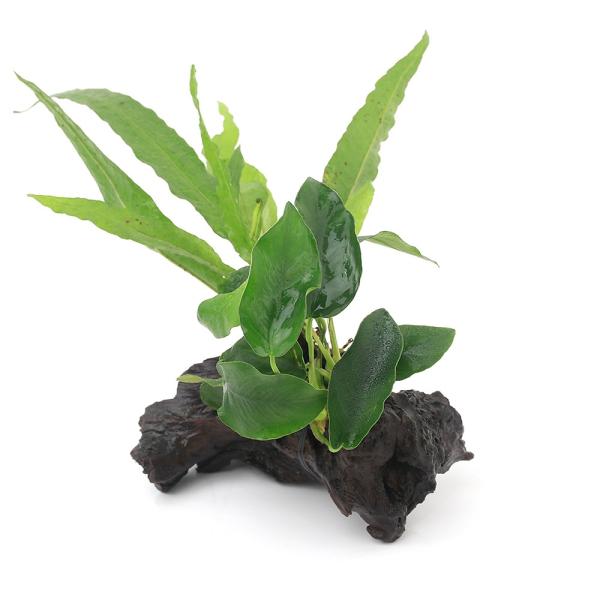 PF_SPQ　熱帯魚　水草　水草付き流木　モス／シダ付流木　all_plants　ミクロソリウム　ミクロソリウムはこちら　Microsorum　pteropus　Philippine　ウラボシ科　Polypodiaceae　ヌカボシクリハラ...