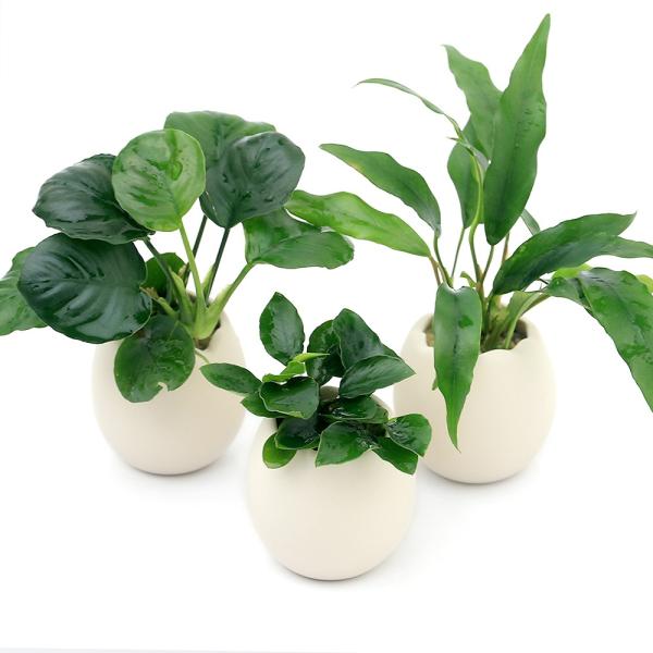 negativeplants　熱帯魚　ベタ　水草　ビギナー　初心者　簡単　水上葉　all_plants　wp_kywrd　_aqua　おまかせ　エッグプランター　かわいい　置くだけ簡単　アヌビアス　サトイモ科　Ａｒａｃｅａｅ　アヌビアス属　...