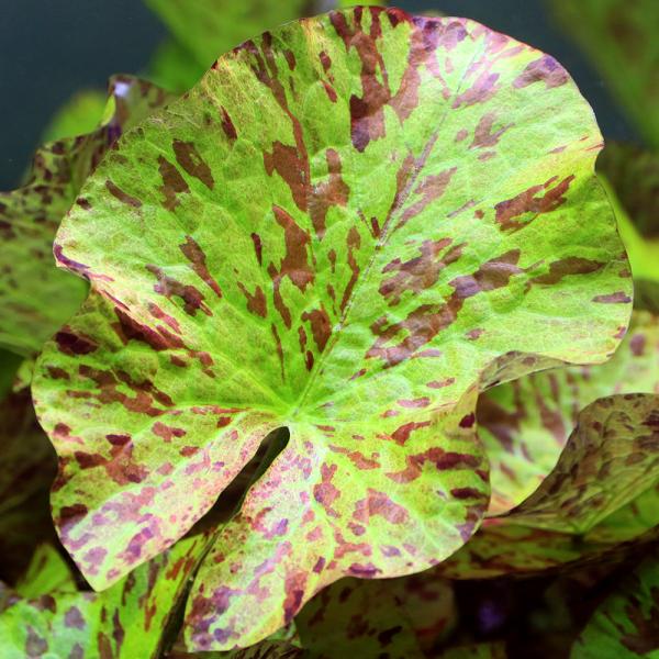 PF_SPQ　水草　ニムファ類とその近縁　後景　ニムファ　タイガーロータス　フロリダ　スイレン科　ｌｏｔｕｓ　Ｎｙｍｐｈａｅａｃｅａｅ　スイレン属　Ｎｙｍｐｈａｅａ　後景草　ロゼット型　緑系　YT　20240611　2024kouki　y2...