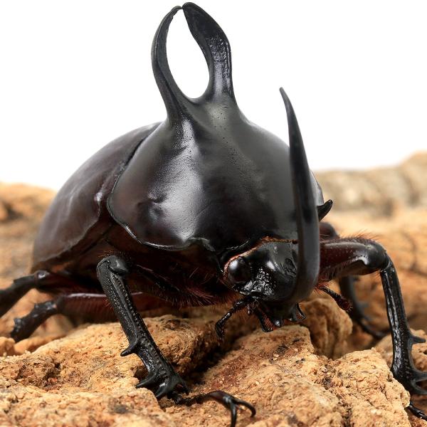 PF_SPQ　Thai_Laos_insect　wild_insect　昆虫　販売　飼育　飼い方　カブトムシ　外国産　insect_database　Eupatorus　birmanicus　ビルマニクスゴホンヅノカブト　ビルマゴホンヅノカ...