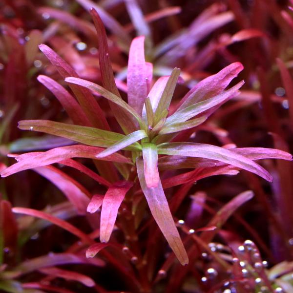 水草　後景草　赤い　赤系　Ｂｌｏｏｄ　Ｒｅｄ　Ｒｏｔａｌａ　ｒｏｔｕｎｄｉｆｏｌｉａ　ロトンジフォリア　ロトゥンディフォリア　ロターラ　ミソハギ科　Ｌｙｔｈｒａｃｅａｅ　キカシグサ属　YT　20240820　2024kouki　y24m08...