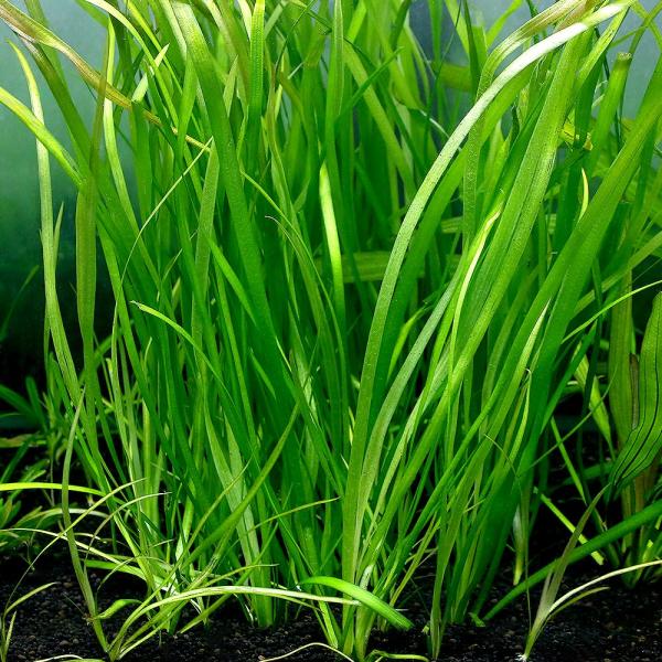 PF_SPQ　熱帯魚　水草　初心者　初心者向け　低光量　ロゼット型　ランナー　バリスネリア　エレクタ　デインツリー川　トチカガミ科　Hydrocharitaceae　セキショウモ属　Vallisneria　2024kouki　y24m09　...