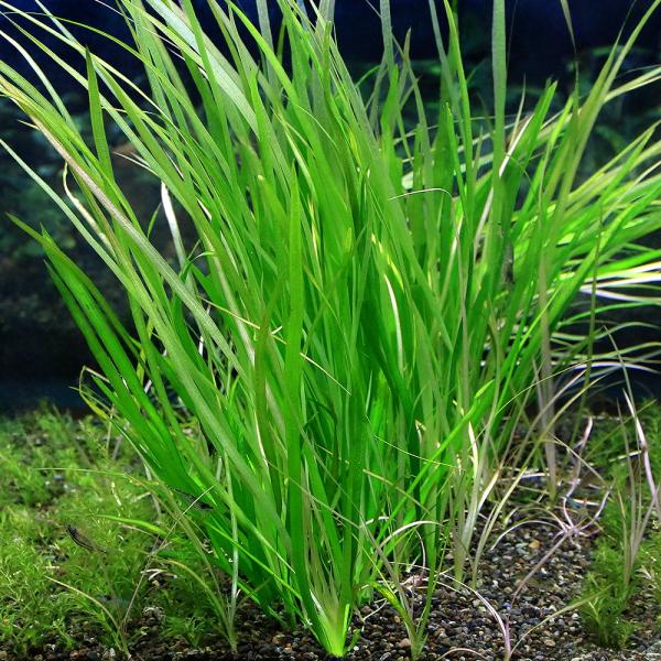 PF_SPQ　熱帯魚　水草　初心者　初心者向け　低光量　ロゼット型　ランナー　バリスネリア　ヤコブシイ　ヤコブシィ　トチカガミ科　Hydrocharitaceae　セキショウモ属　Vallisneria　2024kouki　y24m09　2...