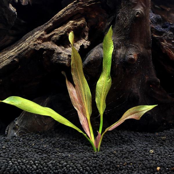 PF_SPQ　水草　中景草　後景草　赤系　ワンポイント　センタープラント　Echinodorus　fire　phoenix　Aquarius　sp.　アクアリウス　オモダカ科　Alismataceae　エキノドルス属　エキノドルスファイアー...