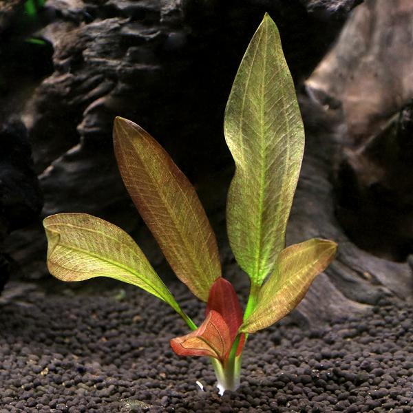 PF_SPQ　水草　中景　後景　赤系　Echinodorus　オモダカ科　エキノドルス属　Alismataceae　Ech　エキノ　Aquarius　アクアリウス　Yeni　イエニ　エニ　20241203　YT　NH　y24m12