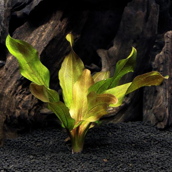 PF_SPQ　水草　中景草　後景草　細葉　赤系　ワンポイント　センタープラント　Ｅｃｈｉｎｏｄｏｒｕｓ　Ｅｃｈｉｎｏｄｏｒｕｓ　devils eye　Ａｑｕａｒｉｕｓ　ｓｐ．　アクアリウス　オモダカ科　Ａｌｉｓｍａｔａｃｅａｅ　エキノドルス...