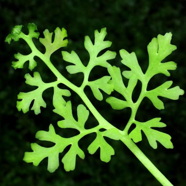 PF_SPQ　水草　浮草　floating　ギニア　ギザギザ　ぎざぎざ　ギニア便　浮き草　シダ植物　スプライト　ウォータースプライト　ケラトプテリス　水生シダ　ミズワラビ科　Ｃｅｒａｔｏｐｔｅｒｉｄａｃｅａｅ　ミズワラビ属　Cｅｒａｔｏｐｔ...