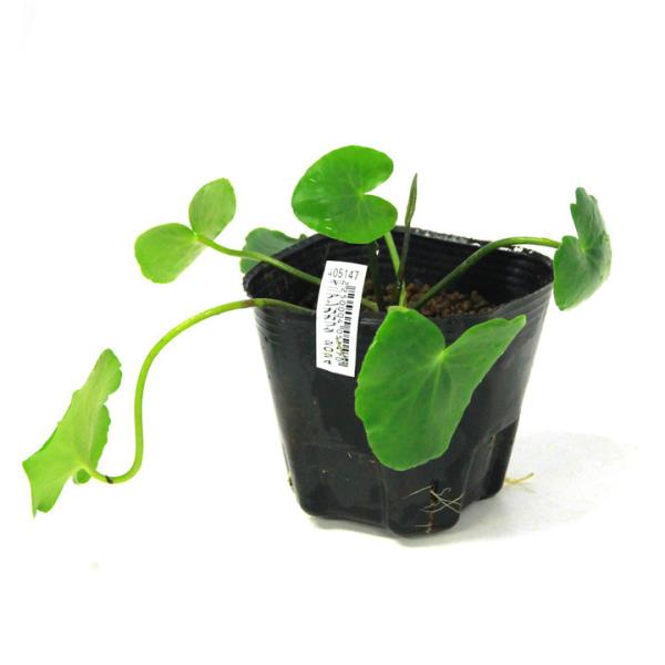 水草　ギニア　ギニア便　2024年ギニア便　ギニア　ガガブタ　ギニアガガブタ　TFuji　20250710　2025tuuki　浮き草　ビオ　ビオトープ　ビオトープ植物　浮葉　seitaieventsm202512