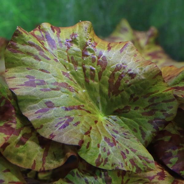 PF_SPQ　水草　ニムファ類とその近縁　ニムファ　スイレン科　Nymphaeaceae　スイレン属　Nymphaea　タイガーロータス　レッド　ロゼット型　スイレン　マダガスカル　球根系　球根　後景草　赤系　YT　2025tuuki　y2...