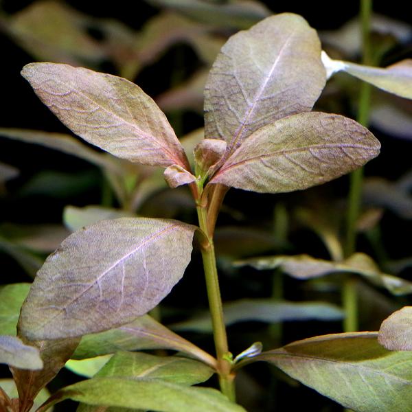 PF_SPQ　水草　後景草　赤系　ハイグロ　Hygrophila　キツネノマゴ科　Acanthaceae　オギノツメ属　20250319　YT　y25m03　2025tuuki　seitaieventhp202508