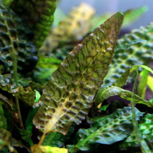 PF_SPQ　水草　クリプトとその近縁　ワイルド便　陰性水草　低光量　サトイモ科　Araceae　クリプトコリネ属　Cryptocoryne　hudoroi　Ｂｅｎｇｋａｙａｎｇ　Ｋａｌｉｍａｎｔａｎ　NH　ｙ25ｍ10　2025tuuki...