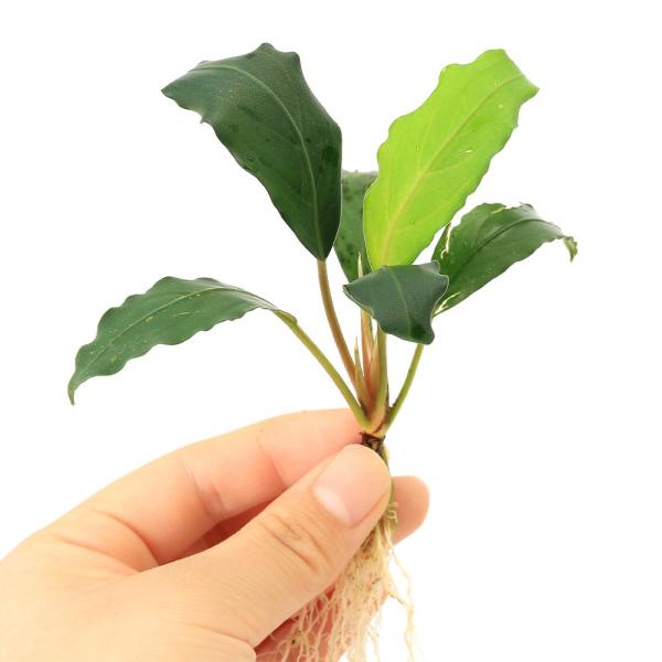 PF_SPQ　水草　陰性水草　低光量　水上葉　KN便　KN　サトイモ科　Araceae　ブセファランドラ属　Bucephalandra　マリー　活着　活着水草　ワンポイント　ブセファランドラｓｐ．　040水上ブセ　y26m04　2026ze...