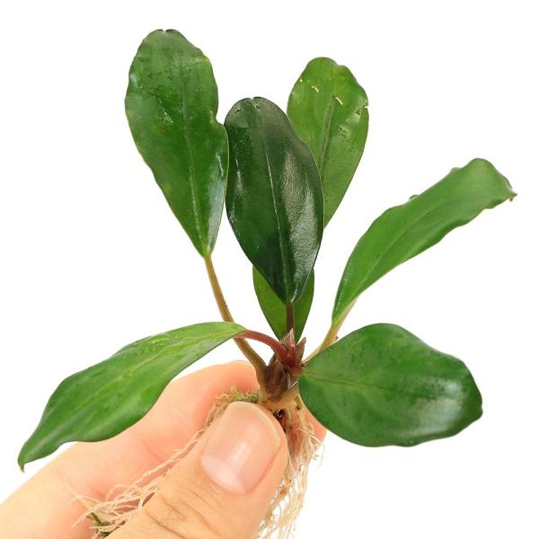 PF_SPQ　水草　陰性水草　低光量　水上葉　KN便　KN　サトイモ科　Araceae　ブセファランドラ属　Bucephalandra　アマンダ　活着　活着水草　ワンポイント　ブセファランドラｓｐ．　040水上ブセ　y26m04　2026z...
