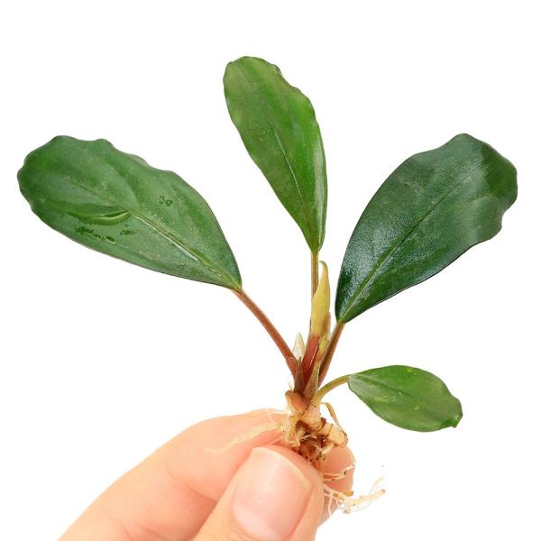 PF_SPQ　水草　陰性水草　低光量　水上葉　KN便　KN　サトイモ科　Araceae　ブセファランドラ属　Bucephalandra　ミランダ　活着　活着水草　ワンポイント　ブセファランドラｓｐ．　040水上ブセ　y26m04　2026z...
