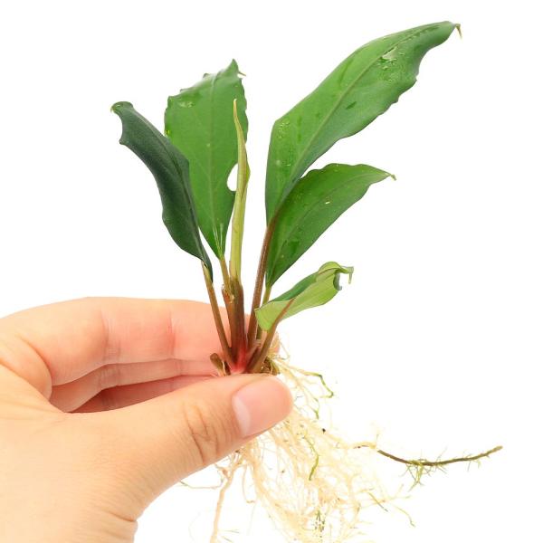PF_SPQ　水草　陰性水草　低光量　水上葉　KN便　KN　サトイモ科　Araceae　ブセファランドラ属　Bucephalandra　ジュリエット　活着　活着水草　ワンポイント　ブセファランドラｓｐ．　040水上ブセ　y26m03　202...