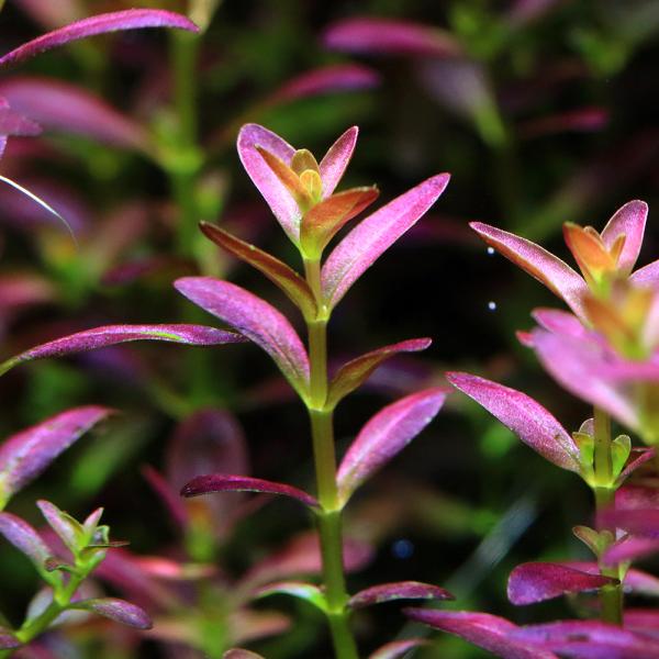 PF_SPQ　水草　熱帯魚　メダカ　アクア　アクアリウム　レイアウト　後景草　黄色　ロタラ　ミソハギ科　Lythraceae　キカシグサ属　Rotala　ロターラ　ラモシオール　NH　20250923　2025tuuki　y25m09　東南便