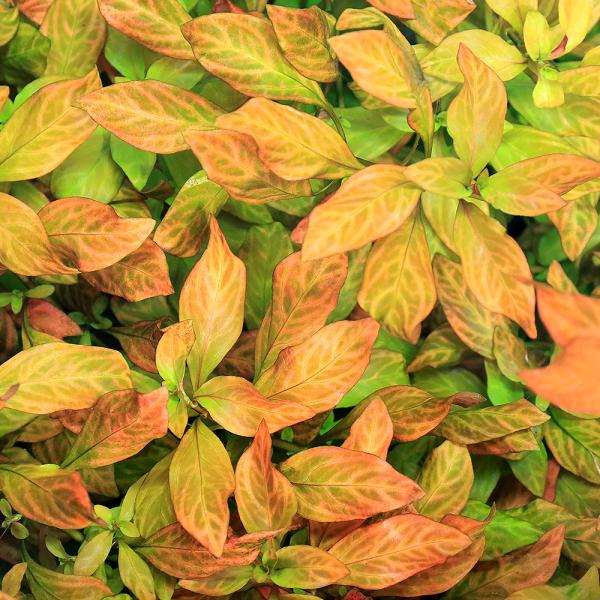 PF_SPQ　熱帯魚　有茎（ラ行）　Ludwigia　水草　後景草　明るい　all_plants　sakura2dan水草　ルドウィジア　レペンス　グリーン　水中葉_ルドウィジア　ルドウィジアｓｐ．アトランティス　ダークオレンジ　20251...