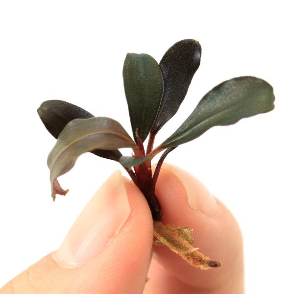 PF_SPQ　_aqua　熱帯魚　水草　クリプトとその近縁　ブセファランドラｓｐ　水上葉　　テラリウム　テラ向け　bnr_busesiju　陰性水草　低光量　サトイモ科　Ａｒａｃｅａｅ　ブセファランドラ属　Ｂｕｃｅｐｈａｌａｎｄｒａ　ブケフ...