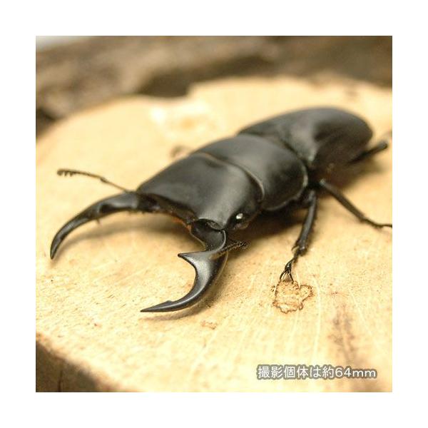 PF_SPQ　昆虫　Philippines_insects　クワガタムシ　外国産オオクワガタ　パリーオオクワガタ　Dorcus　ritsemae　curvus　kongetsunyukainsect　restock