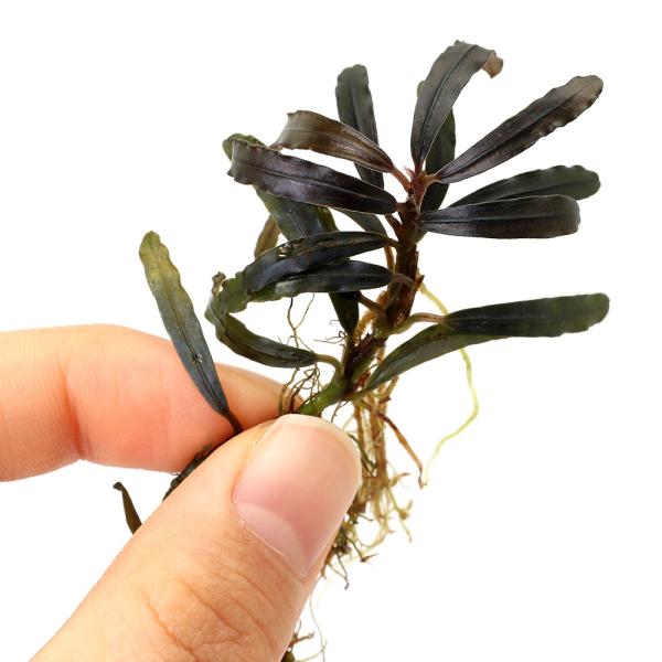 PF_SPQ　水草　陰性水草　低光量　KN便　KN　サトイモ科　Araceae　ブセファランドラ属　Bucephalandra　葉脈　活着　活着水草　2026zenki　y5m1　NH　2026tuuki　no_tag