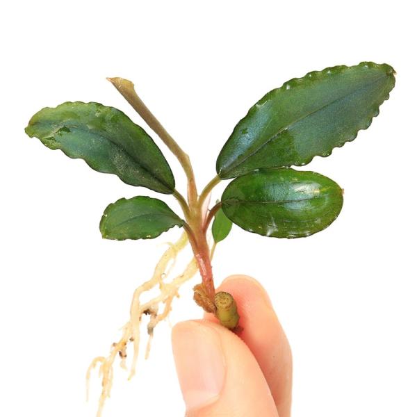 PF_SPQ　水草　陰性水草　低光量　水上葉　KN便　KN　サトイモ科　Araceae　ブセファランドラ属　Bucephalandra　　クリアブルー　活着　活着水草　ワンポイント　ブセファランドラｓｐ．　040水上ブセ　y26m04　20...