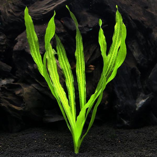 PF_SPQ　熱帯魚　Ech　ア行　水草　エキノとその近縁　後景　エキノドルス　ウルグアイエンシス　ウルグアイマイヤ　all_plants　wp_kywrd　　Aquarius　uruguayensis　アクアリウス　エキノ　y26m04　...
