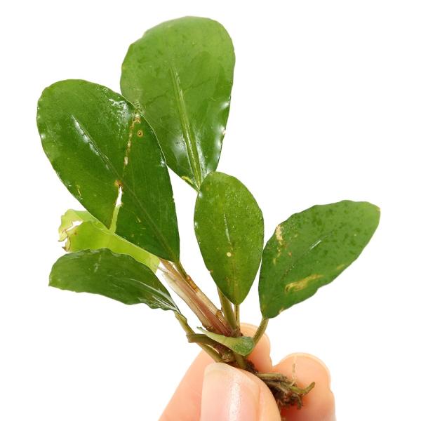 PF_SPQ　水草　陰性水草　低光量　KN便　KN　サトイモ科　Araceae　ブセファランドラ属　Bucephalandra　Temis　テミス　ティミス　無農薬　葉脈　活着　活着水草　2026zenki　y26m01　AS　2026tu...
