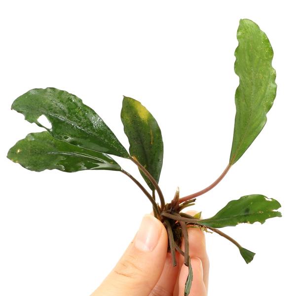 PF_SPQ　水草　陰性水草　低光量　KN便　KN　サトイモ科　Araceae　ブセファランドラ属　Bucephalandra　ディアナ　ダイアナ　葉脈　活着　活着水草　040水上ブセ　2026zenki　y26m1　ＡＳ　2026tuuk...