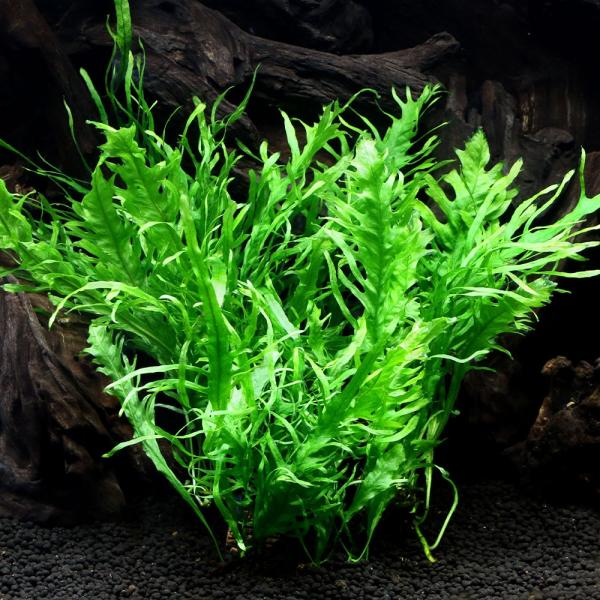 PF_SPQ　熱帯魚　活着する水草　シダ　水草　all_plants　ミクロソリウム　wp_kywrd　mzhkb0205　gnttnn0304　ksn111　1606sps_wplant　陰性水草　低光量　羊歯　獅子葉　小型　　micro...
