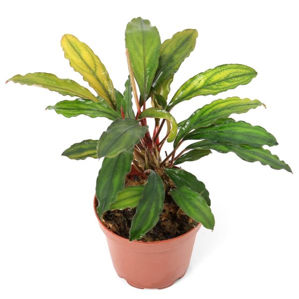 PF_SPQ　熱帯魚　水草　石付水草　溶岩石　クダガン　”Ｋｅｄａｇａｎｇ”　サトイモ科　Ａｒａｃｅａｅ　ブセファランドラ属　Ｂｕｃｅｐｈａｌａｎｄｒａ　　カノウィットストレット　ブケファランドラ　ブセファランドラ クダガン　ブケファランド...