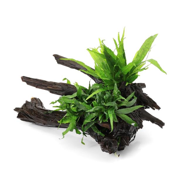 PF_SPQ　熱帯魚　エビ　ビーシュリンプ　金魚　水草　流木　無農薬　一点物　活着　育成済　陰性　低光量　陰性水草　ミクロソリウム　ミクロソラム　ソードリーフ　プテロプスナロー　Microsorum　sp.　ウラボシ科　Polypodiac...