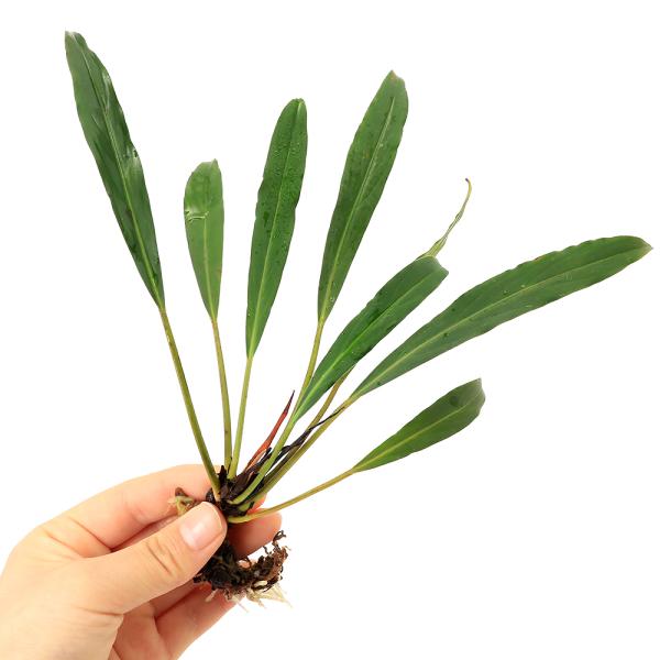 PF_SPQ　水草　陰性水草　低光量　ＫＮ便　ＫＮ　サトイモ科　Ａｒａｃｅａｅ　ブセファランドラ属　Ｂｕｃｅｐｈａｌａｎｄｒａ　オーロラ　アウローラ　aurora　aurorae　活着　活着水草　no_tag　20260320　DN　y26m03