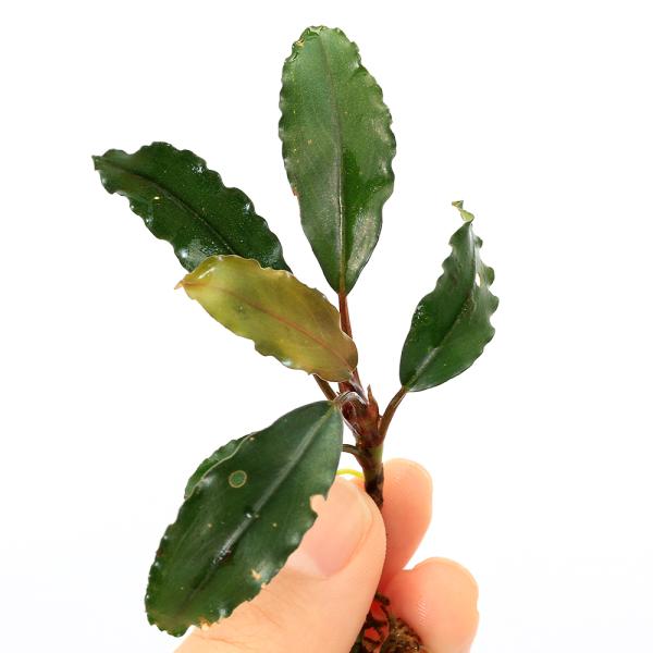 PF_SPQ　水草　陰性水草　低光量　ＫＮ便　ＫＮ　サトイモ科　Ａｒａｃｅａｅ　ブセファランドラ属　Ｂｕｃｅｐｈａｌａｎｄｒａ　オーロラ　アウローラ　aurora　aurorae　活着　活着水草　ティア１　20260320　DN　y26m03