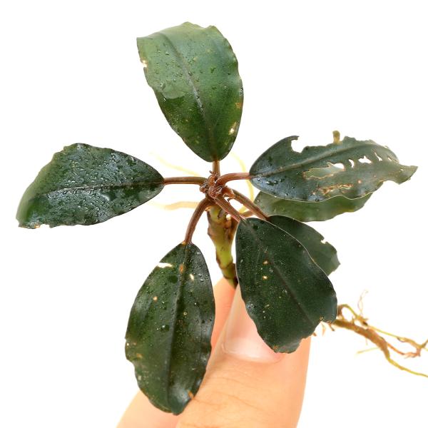 PF_SPQ　水草　陰性水草　低光量　ＫＮ便　ＫＮ　サトイモ科　Ａｒａｃｅａｅ　ブセファランドラ属　Ｂｕｃｅｐｈａｌａｎｄｒａ　オーロラ　アウローラ　aurora　aurorae　活着　活着水草　no_tag　ティア８　20260320　D...