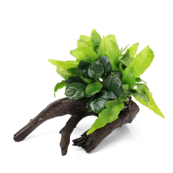 PF_SPQ　熱帯魚　エビ　ビーシュリンプ　金魚　水草　流木　無農薬　一点物　活着　育成済　陰性　低光量　陰性水草　ミクロソリウム　ミクロソラム　プテロプス　Microsorum　sp.　ウラボシ科　Polypodiaceae　ヌカボシクリ...