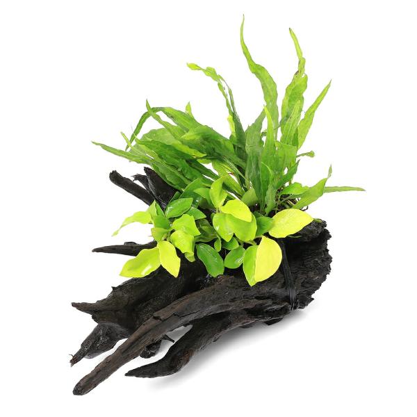 PF_SPQ　熱帯魚　エビ　ビーシュリンプ　金魚　水草　流木　無農薬　一点物　活着　育成済　陰性　低光量　陰性水草　ミクロソリウム　ミクロソラム　ソードリーフ　アヌビアス　ナナゴールデン　Microsorum　sp.　ウラボシ科　Polyp...